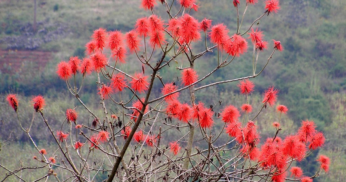 Rwanda on the Wing: If truffula trees were real...