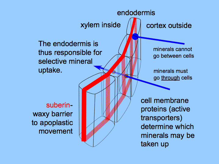 Senior Biology: Transport in plants