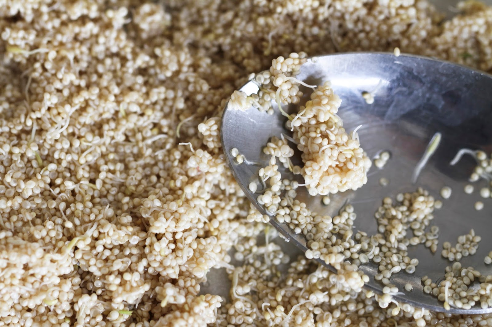 Tartine Sprouted Amaranth Bread - Ever Open Sauce