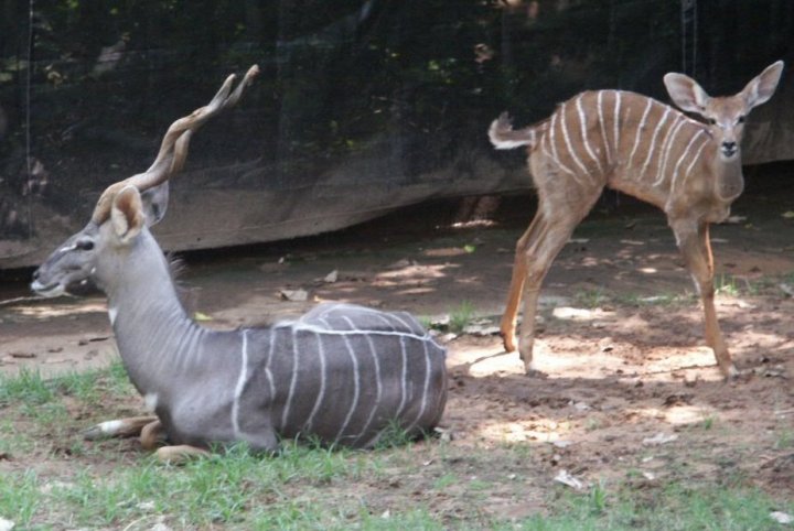 Animals: Lesser Kudu
