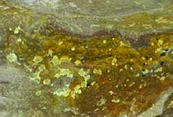 Abernathyite 砷酸鉀鈾礦