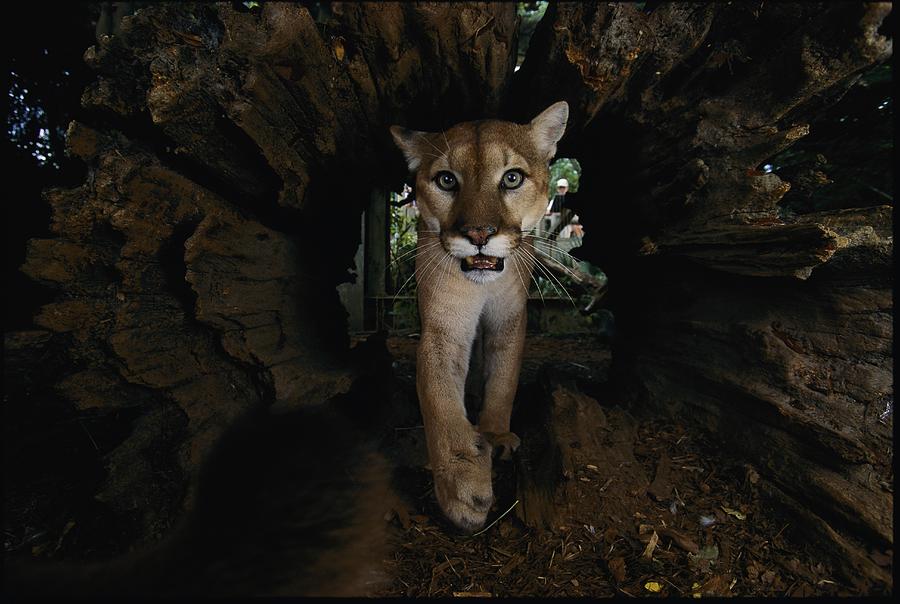 El Rincón de un Malagueño: MICHAEL "NICK" NICHOLS -1952, fotoperiodista ...