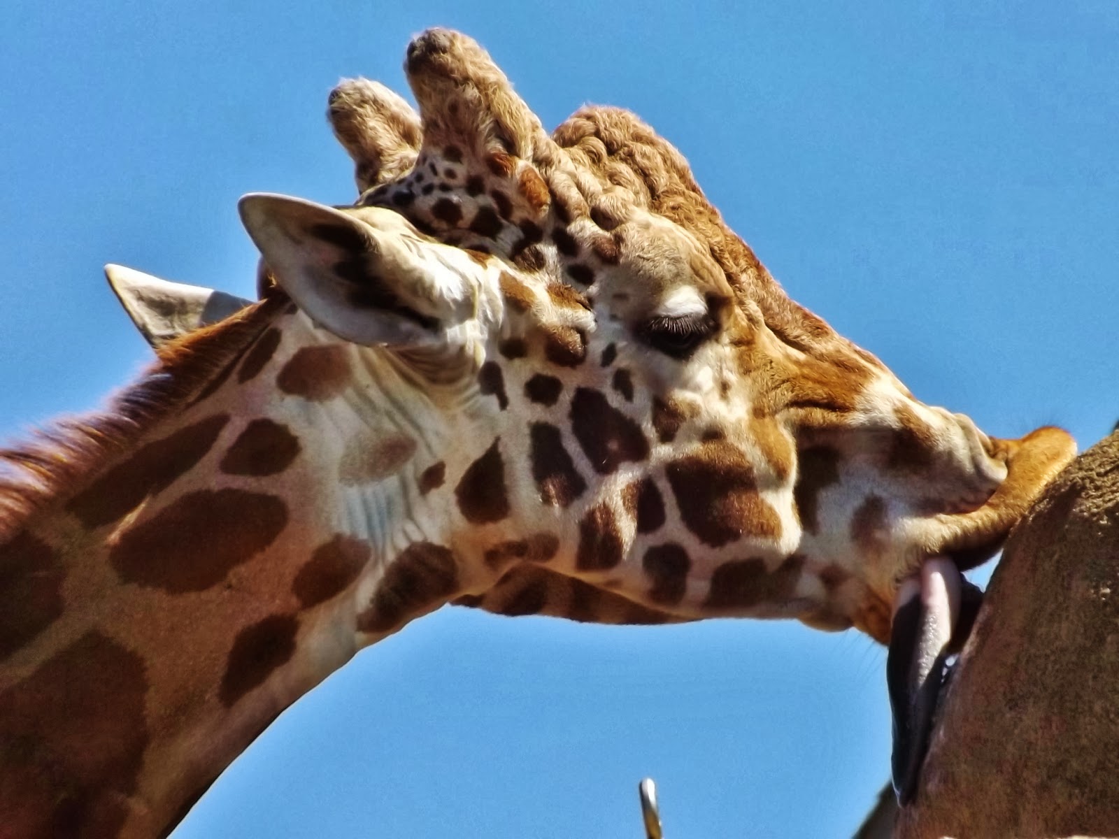 The Reticulated Giraffe