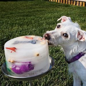 Country Canine Blog: Enrichment Food Toys for Bored and Destructive Dogs
