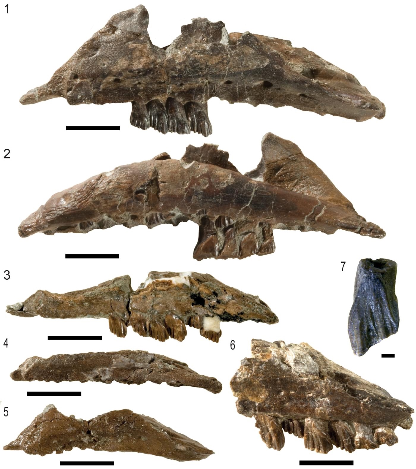 Species New to Science: [Paleontology • 2019] Galleonosaurus dorisae ...