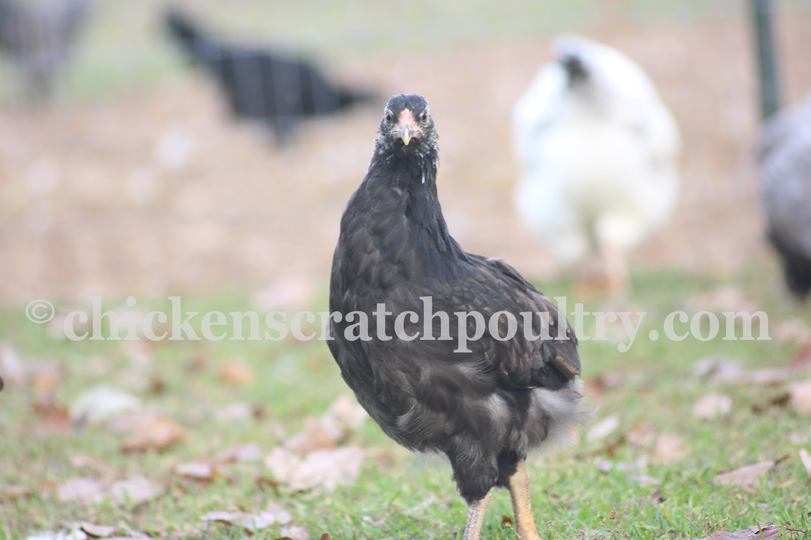 Chicken Scratch Poultry: Pullets Available For Shipping