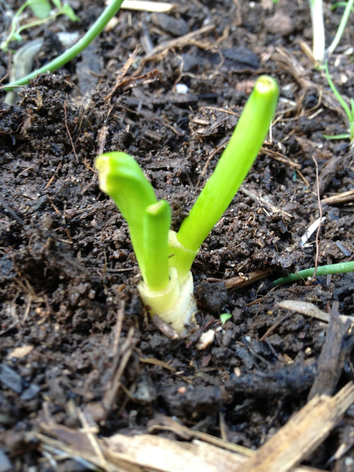 How To Regrow Spring Onions - The Greening of Gavin