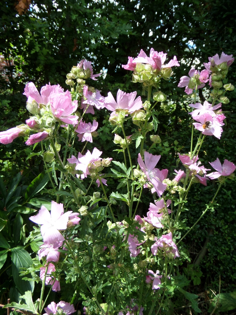 Heidis Have: Yes Yes Yes - 15 mm regn til os .....