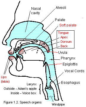 'English's Corner' _Adel.Loves.English.Subjects_