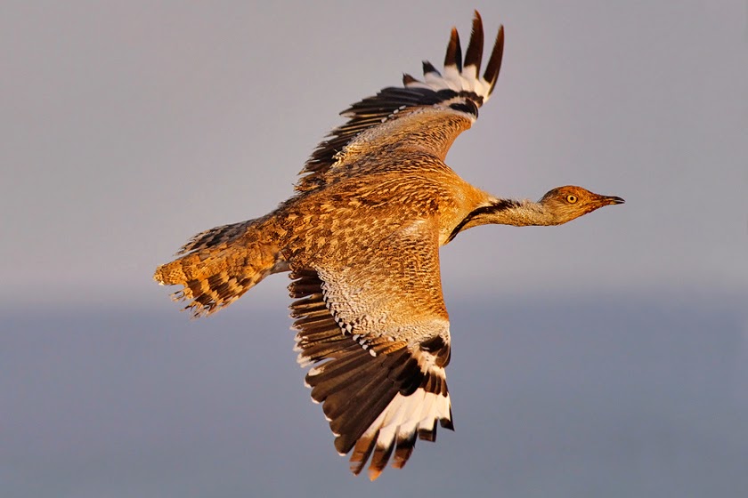 Houbara Bustards | Focusing on Wildlife