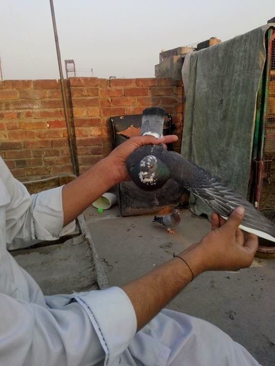 Birds Pigeons Pakistan: Racing Pigeon