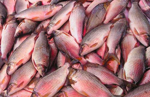 acuicultura: bocachico