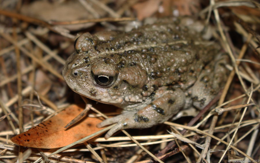 The Natural History of Bodega Head: Path of Toad-ality
