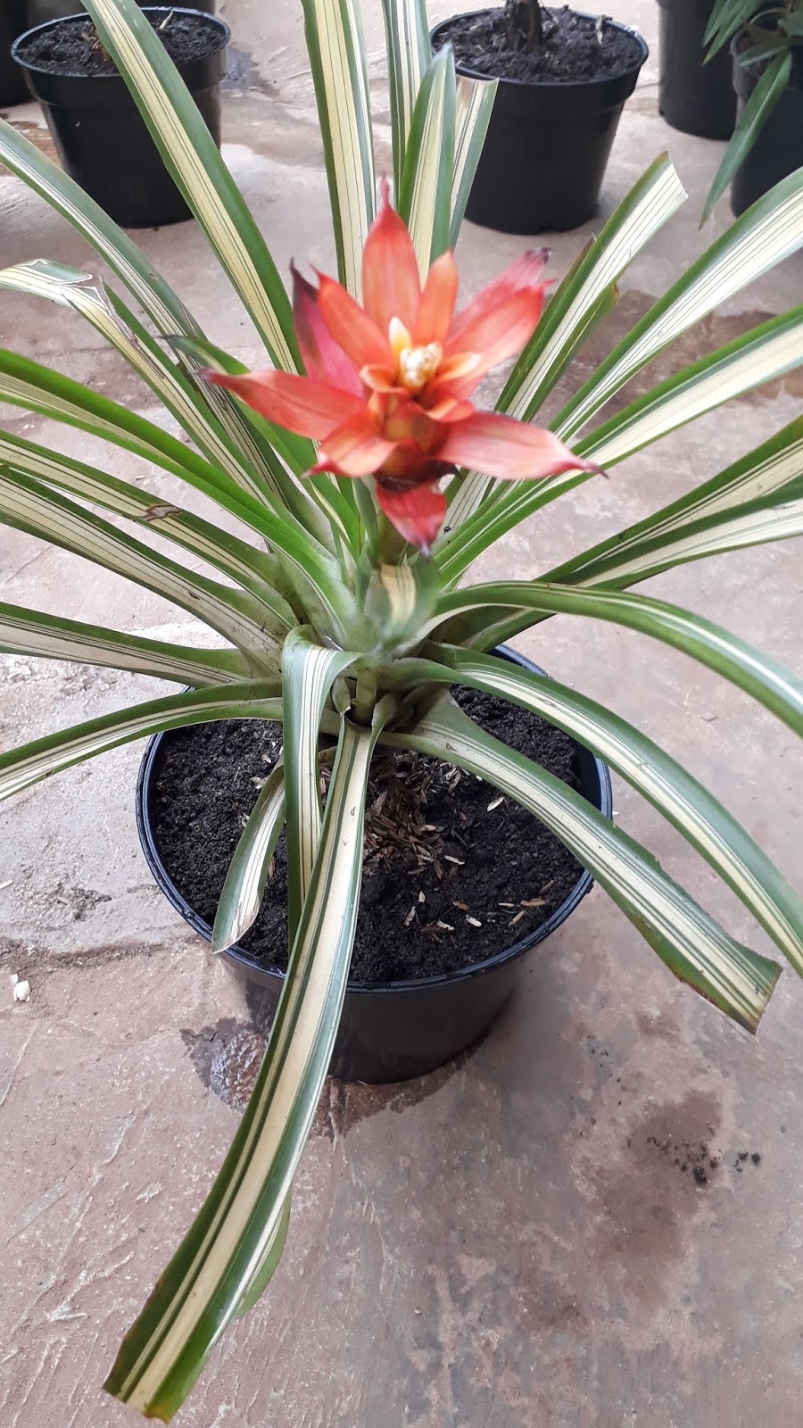 Konsep 38+ Aneka Bunga Hias