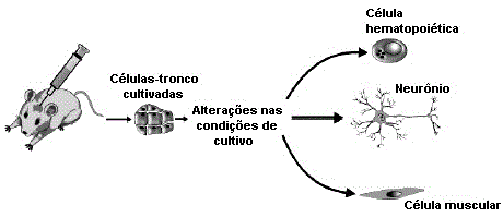 Células-tronco - Prof. Paulo Trin Junior: Noções sobre células-tronco