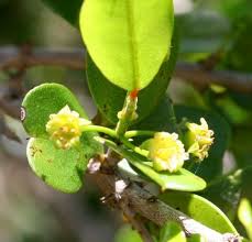 LESSER ANTILLES PLANTS ANGIOSPERMA: RHAMNACEAE DIALIPÉTALAS ROSALES