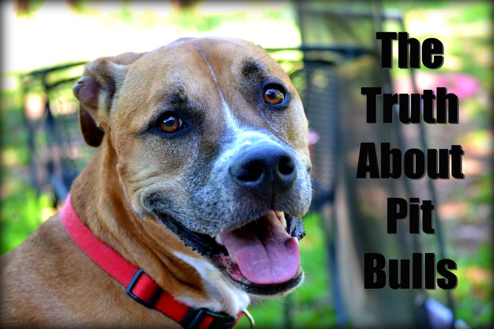 The Truth About Pit Bulls: January 2012