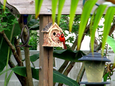 Blogging in Myrtle Glen, a central Florida gardening journal: Edible ...