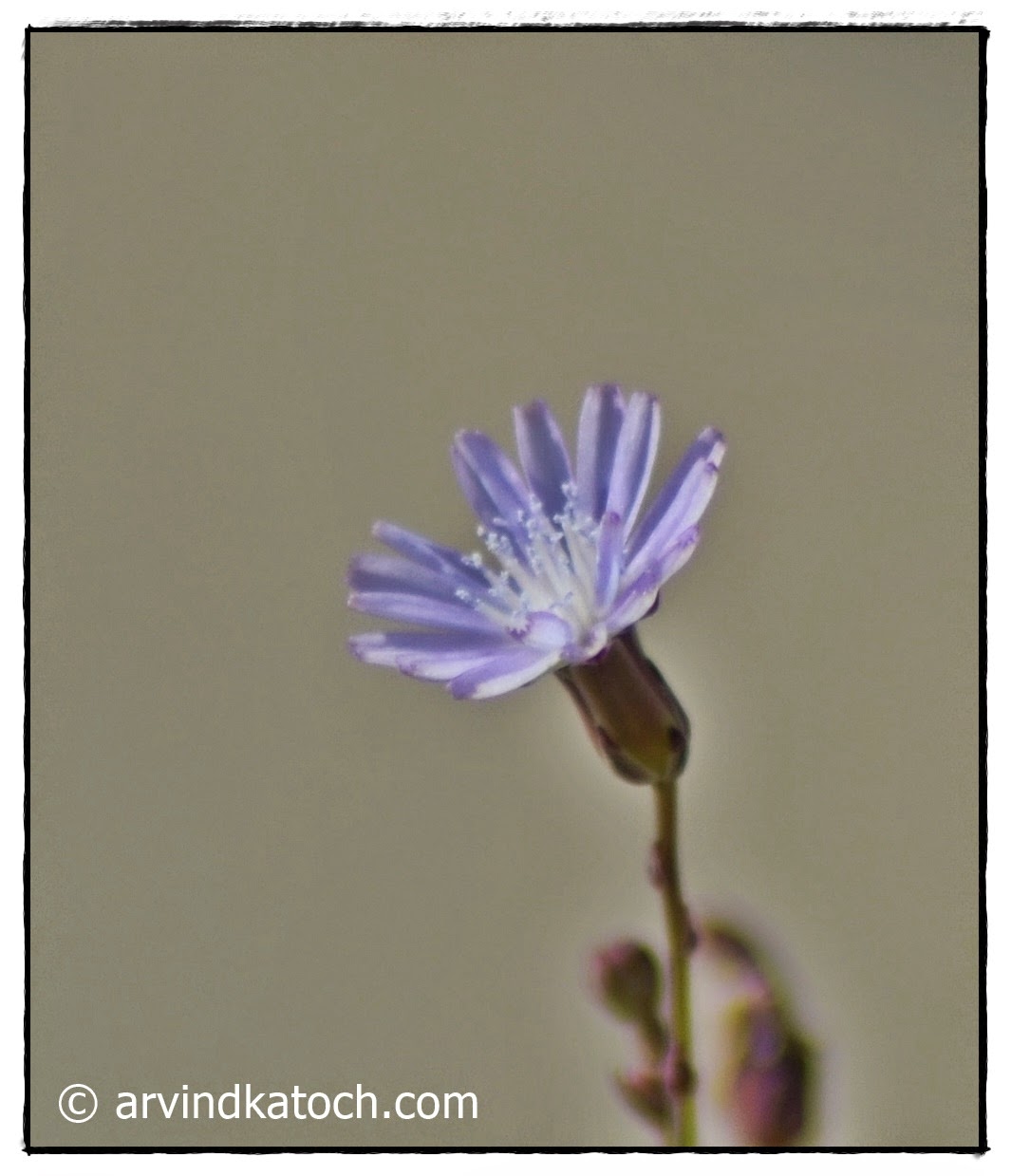 Beautiful Tiny Flower (A very small light blue flower)