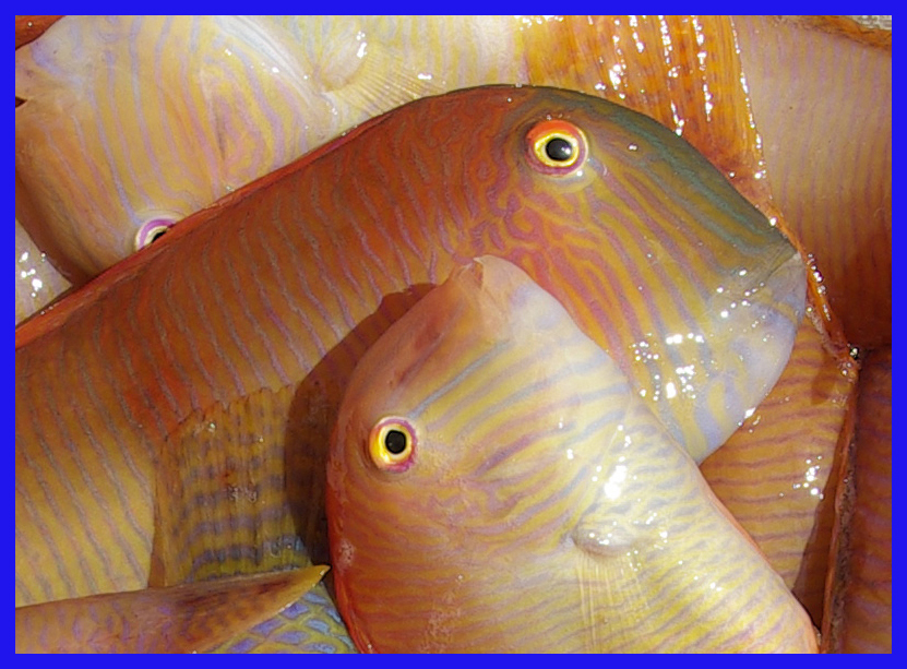 Pescando en la Bahía de Palma: los preciados "raones" de Mallorca