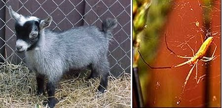 Ananth: Spider-Goats