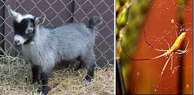 Ananth: Spider-Goats