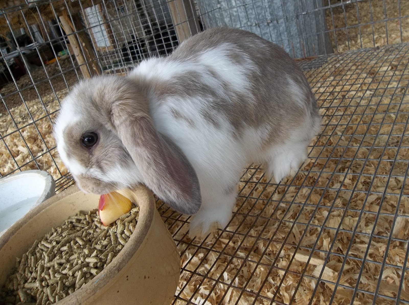 Silver Gate Rabbitry Bunny Blog