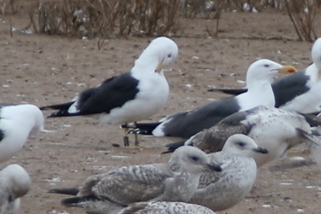 Bag a Wild One: Colour-Ringed Baltic Gull at Shawell A5 Lagoons