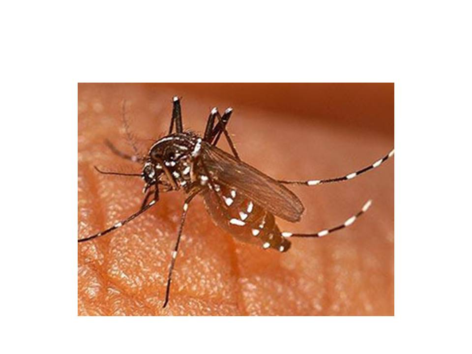 Full Orange: Vektor Penyakit