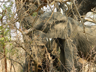 Watching the Sun Bake: An Enormity of Elephants