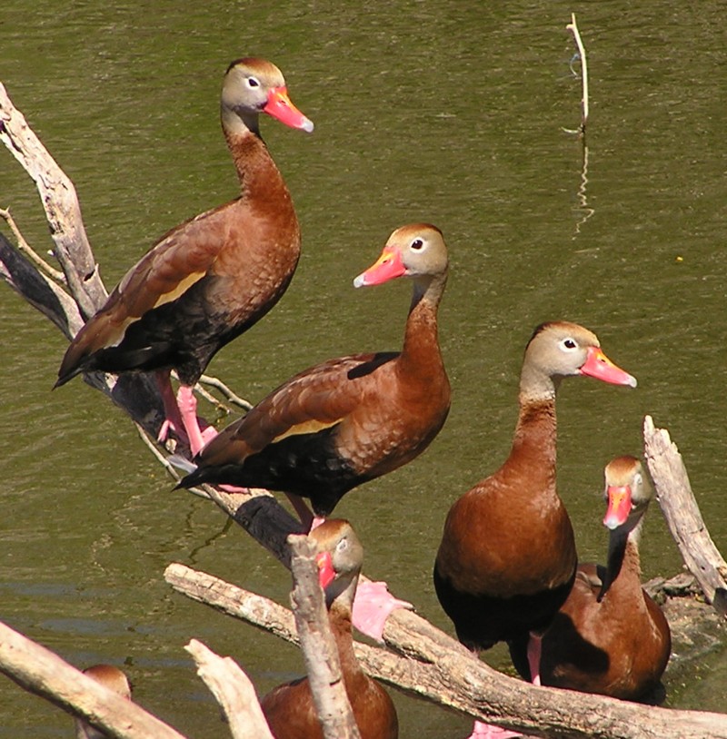 Bellas Aves de El Salvador: Dendrocygna autumnalis (pichiche o pishishe ...