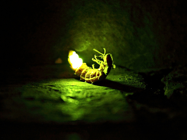 Turismo Abaurrea: La Luciérnaga