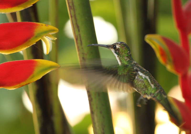 Nuestro bello mundo...: Colibri, Fotos tomadas en mi Jardin April 2012
