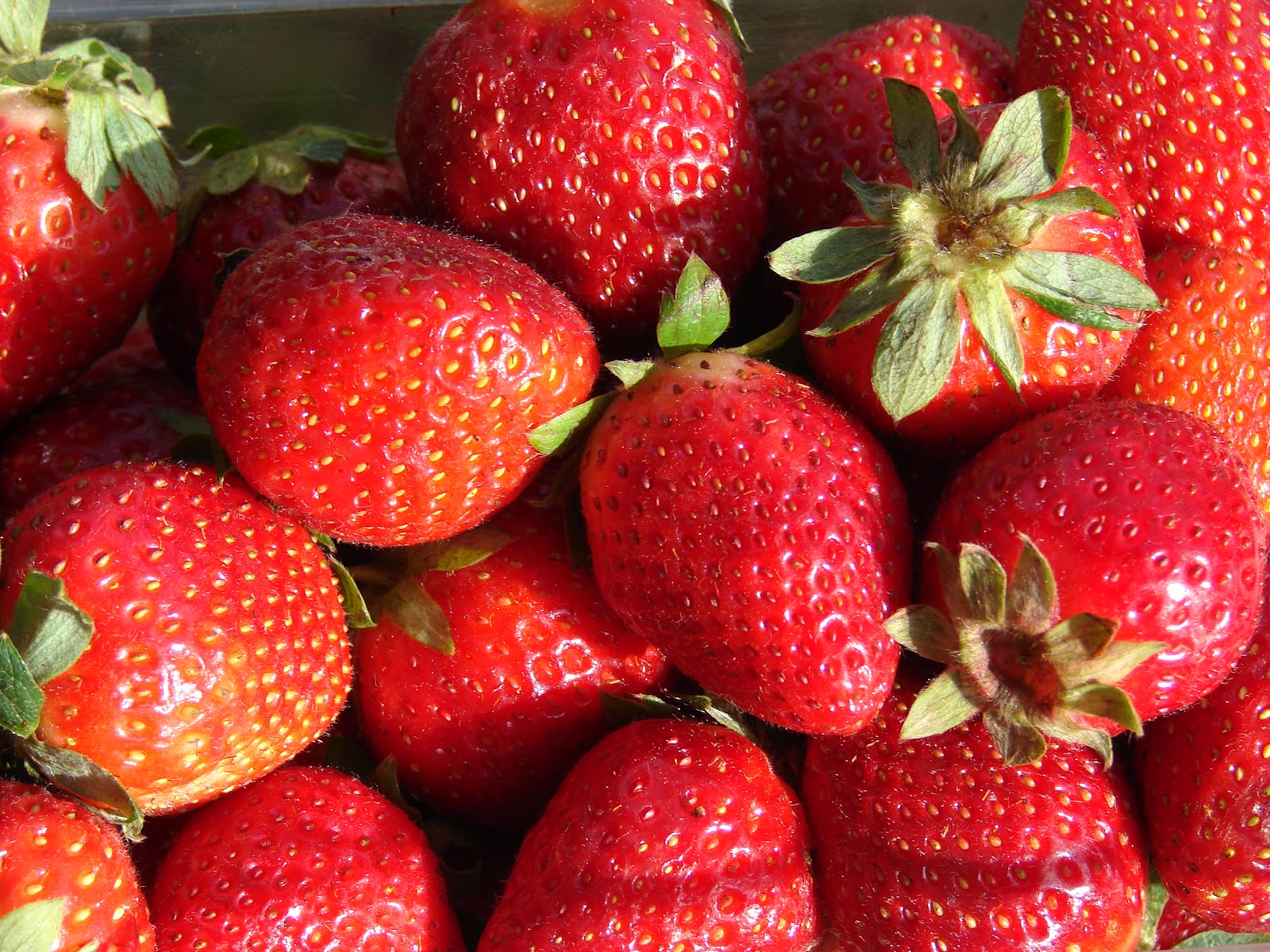 ARTE Y JARDINERÍA : FRESÓN (fresa de jardín). Fragaria x ananassa