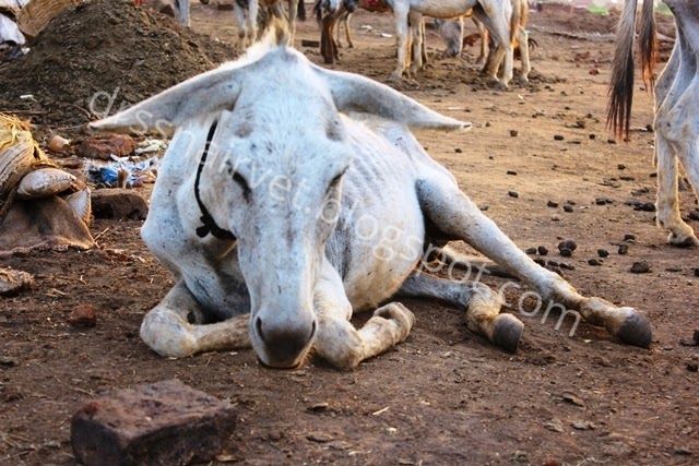 drssnairvetblogs: THE STORY OF INDIAN DONKEYS