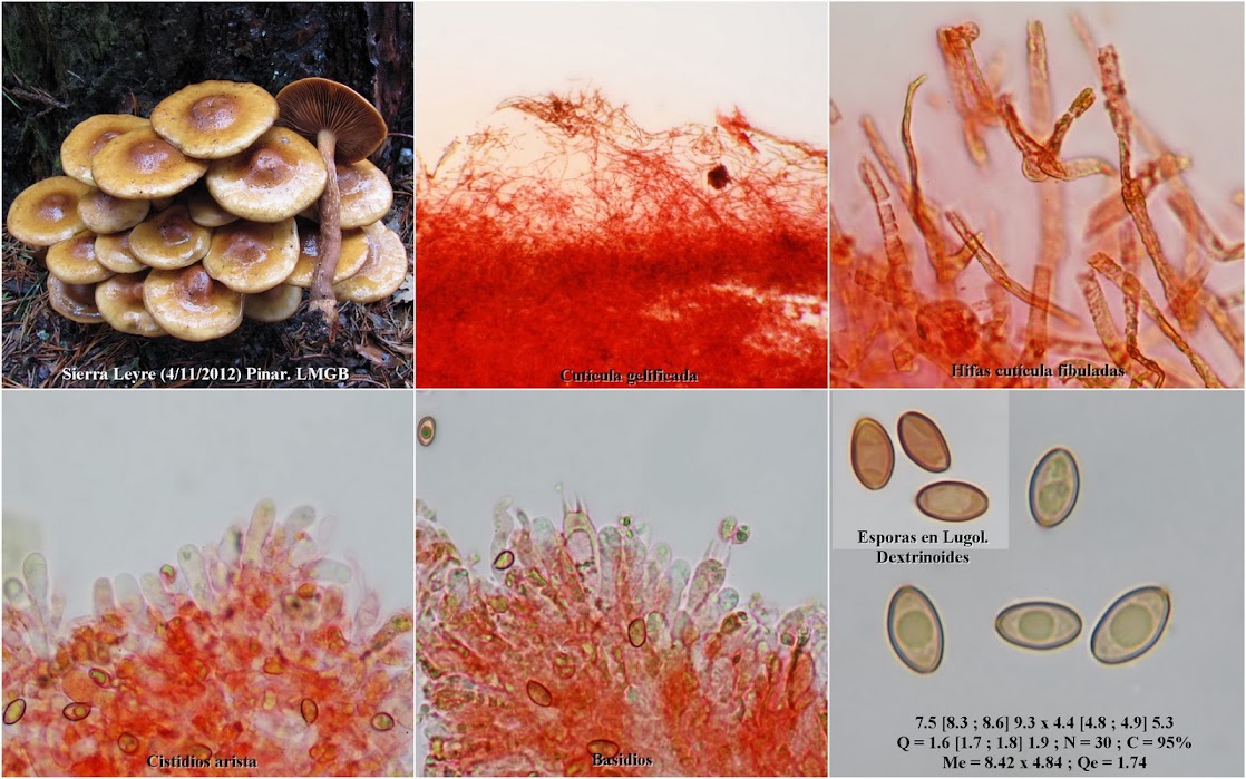 Microscopía de hongos. Vol 4. O - R: Pholiota pinicola