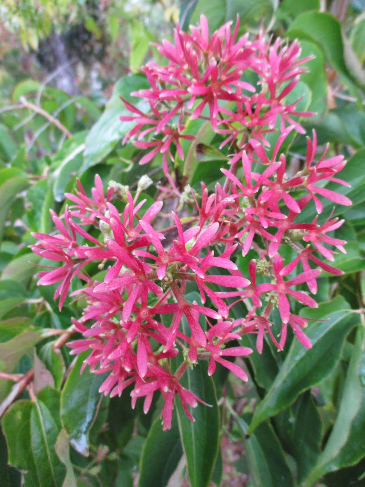 Rotary Botanical Gardens - Hort Blog: Fall Color Is Dynamite