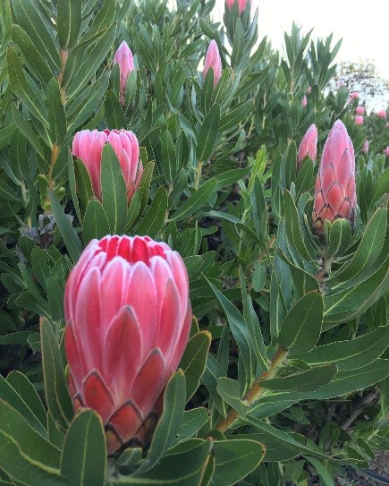 A Passion for Flowers: A Perfect Match: Protea and Peonies