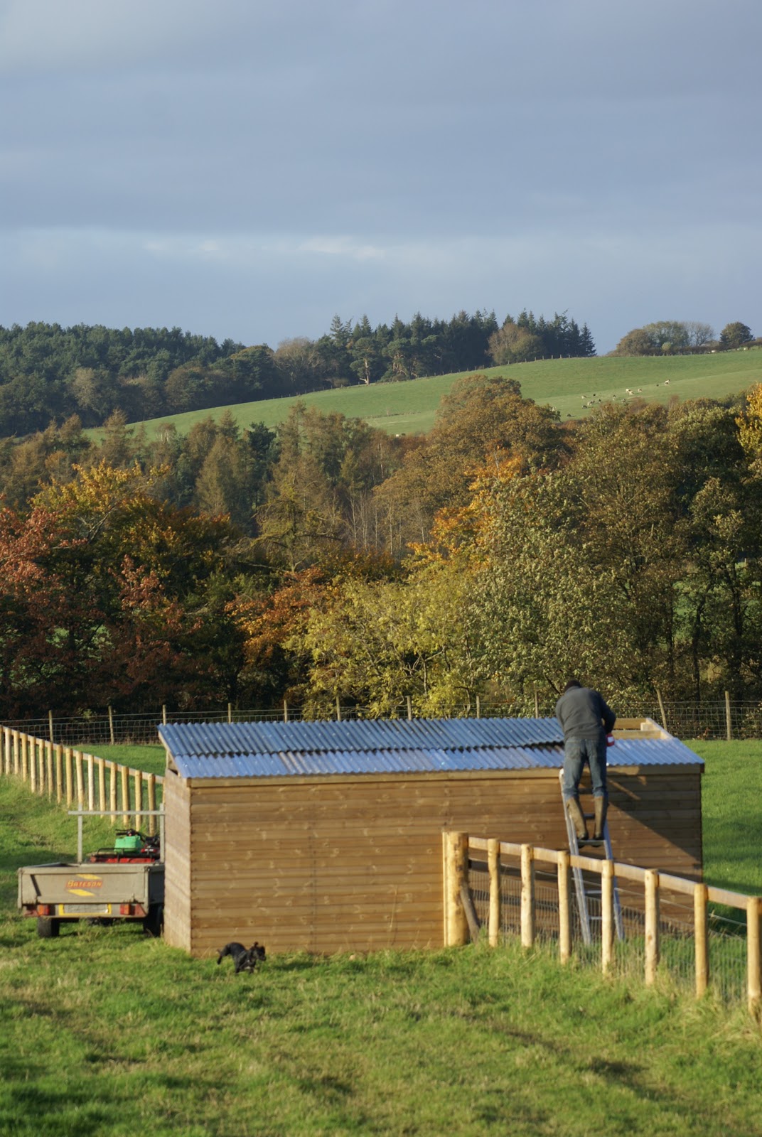 Barbara @ Beck Brow Alpaca Blog: Alpacas Field Shelter mark 3