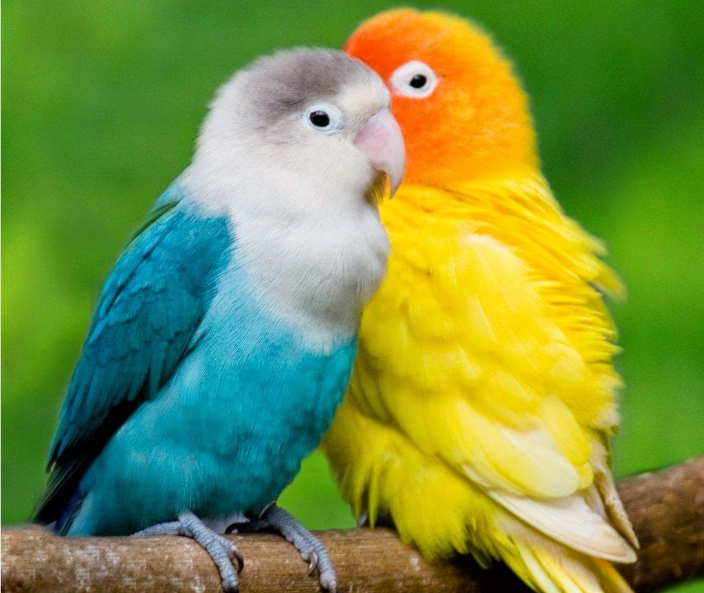 Sweet Pictures And videos: Cute birds
