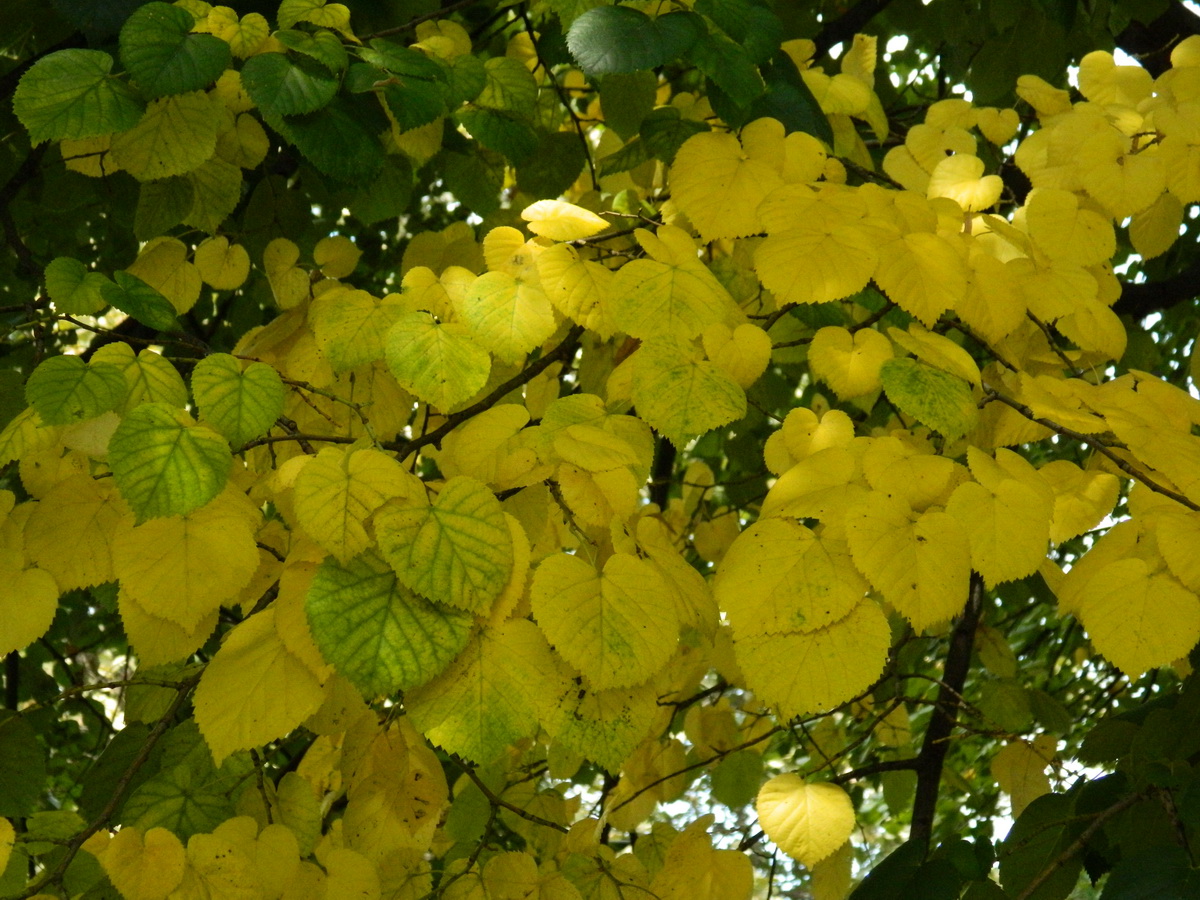 LA MULTI ANI, ROMANIA!: Frunze galbene de tei