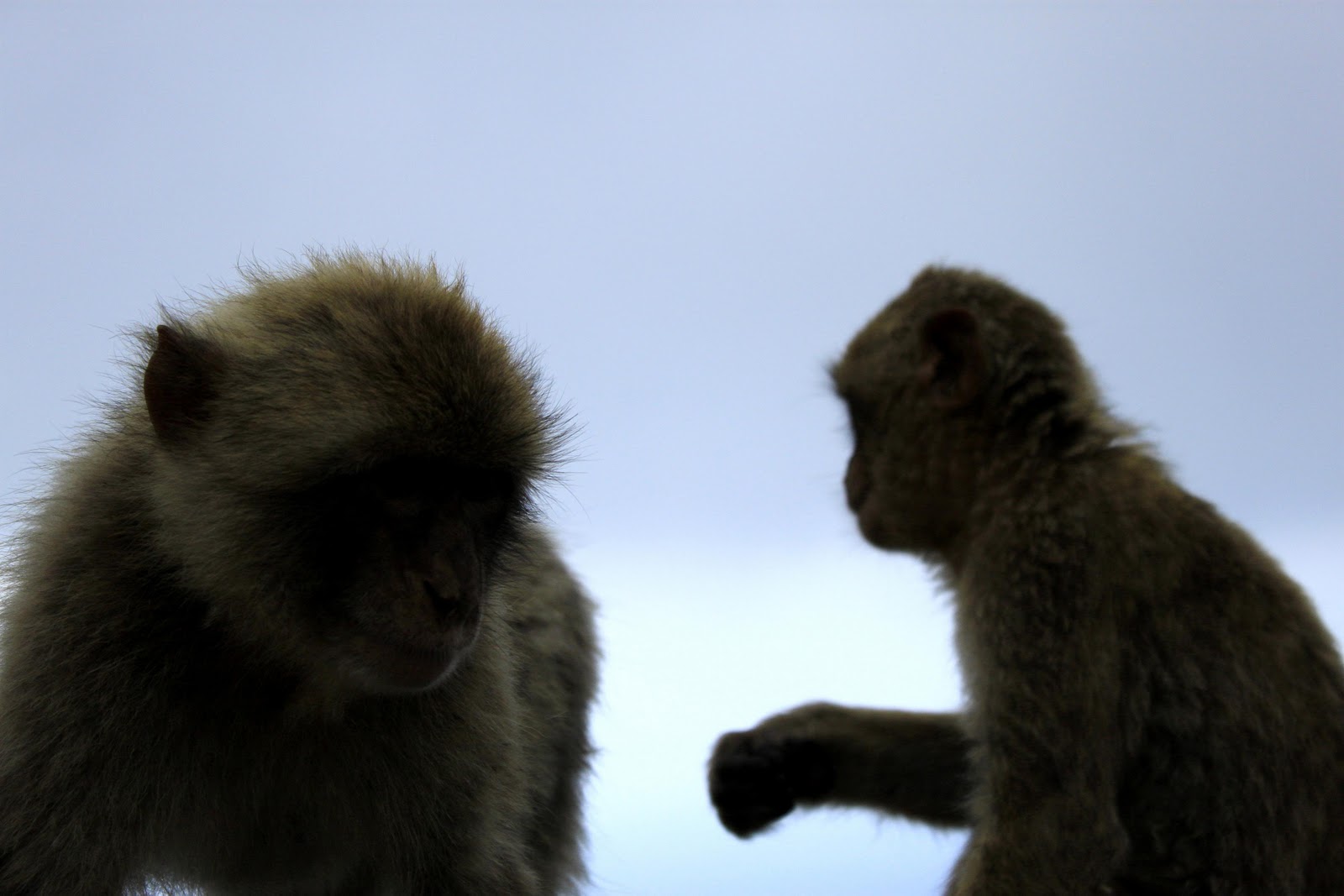 dfhoto: Dos monos de Gibraltar