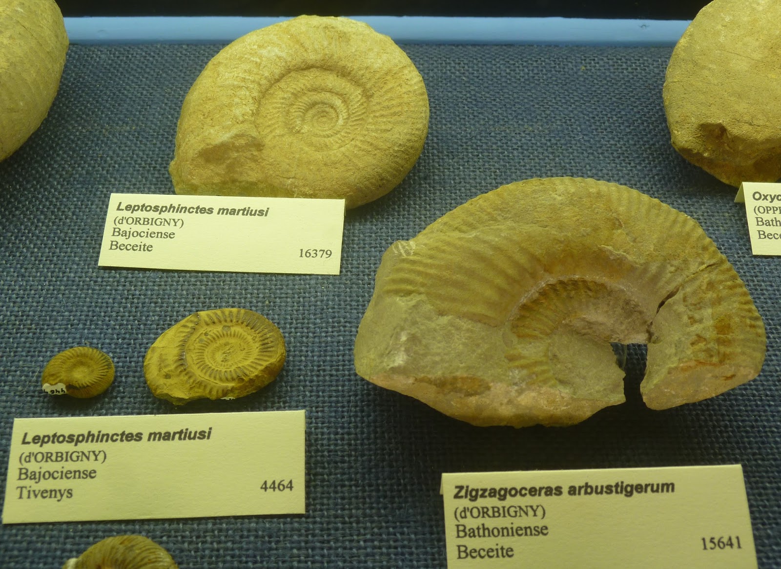 Amics del Museu Geològic del Seminari de Barcelona: Amics del Museu ...