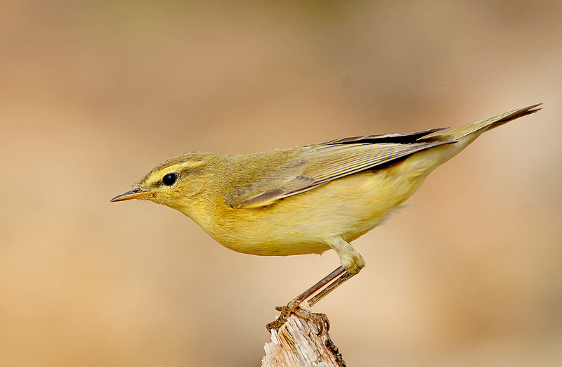 MARIGUARI: MOSQUITERO SILBADOR (Phylloscopus sibilatrix)