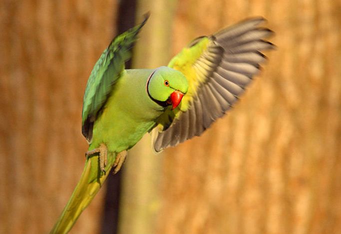 Rose Ringed Parakeet - ARUNACHALA BIRDS