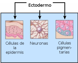 Morfofunción (Una Visión Integrada): Embriología: primera a tercera ...