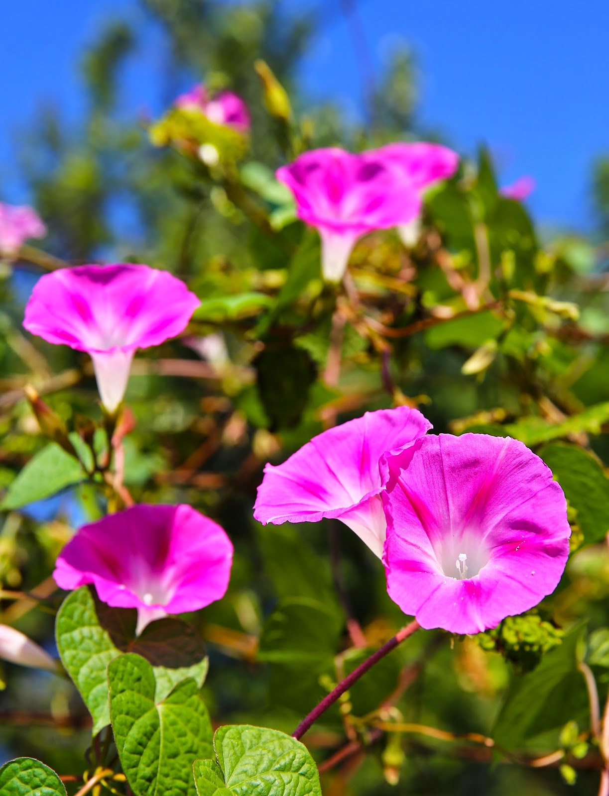Sweet Southern Days: Scenic Backroads of Rural Kentucky