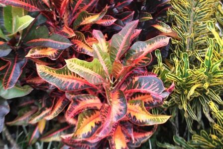 CARA MENANAM PURING DAN JENIS-JENIS PURING YANG INDAH MENAWAN | ANEKA ...