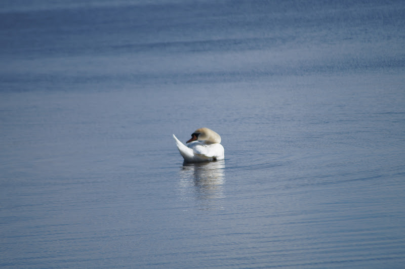 Things with Wings: Mute Swans, an Invasive Species