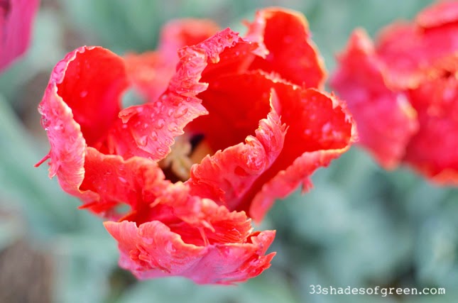 33 Shades of Green: A Walk Through the Tulips